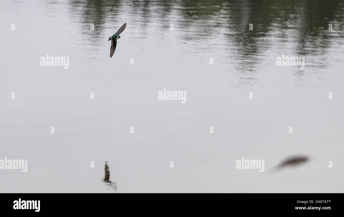 violet green swallow bird swooping low over water Stock Photo - Alamy