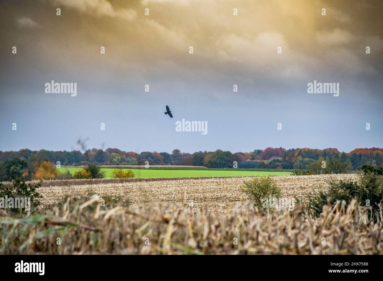 Fall hue hi-res stock photography and images - Alamy