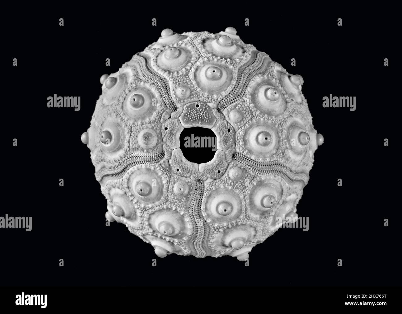 Still life with marine coral skeleton in a tonal range of greys on a ...