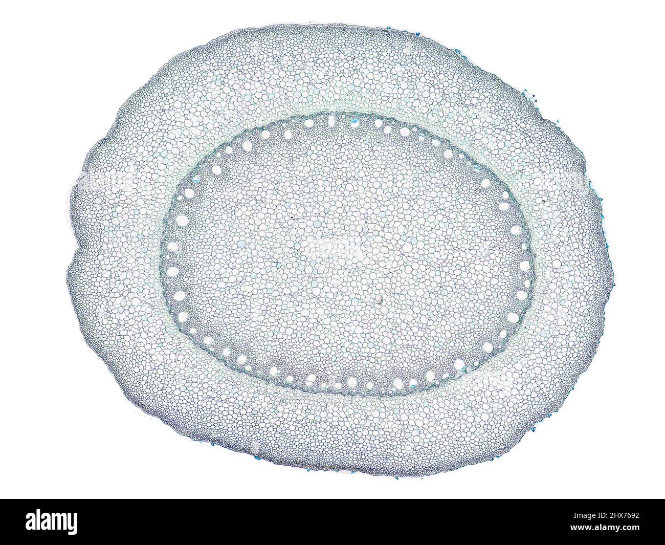 cross section cut slice of plant stem under the microscope ...