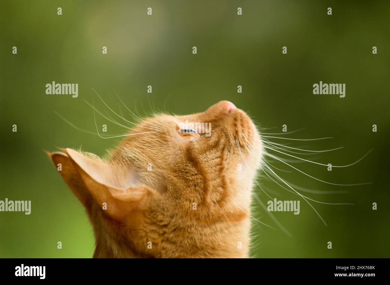 Cat is looking straight up Stock Photo - Alamy