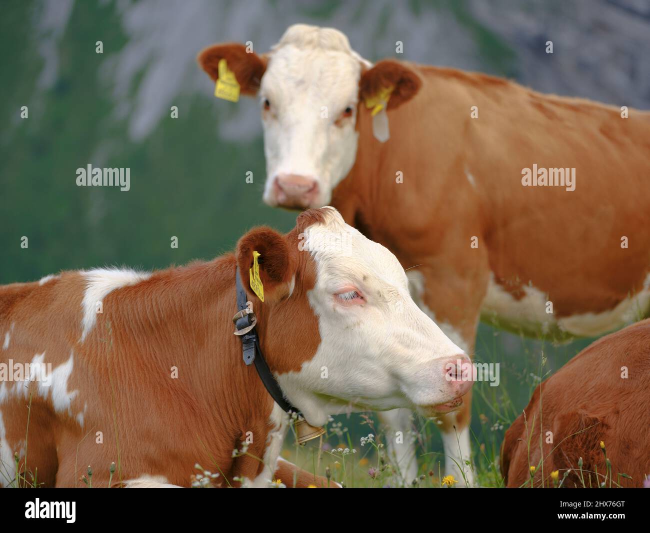 Cow on alpine pasture. Karwendel Mountains near Eng Alpe in Tyrol ...
