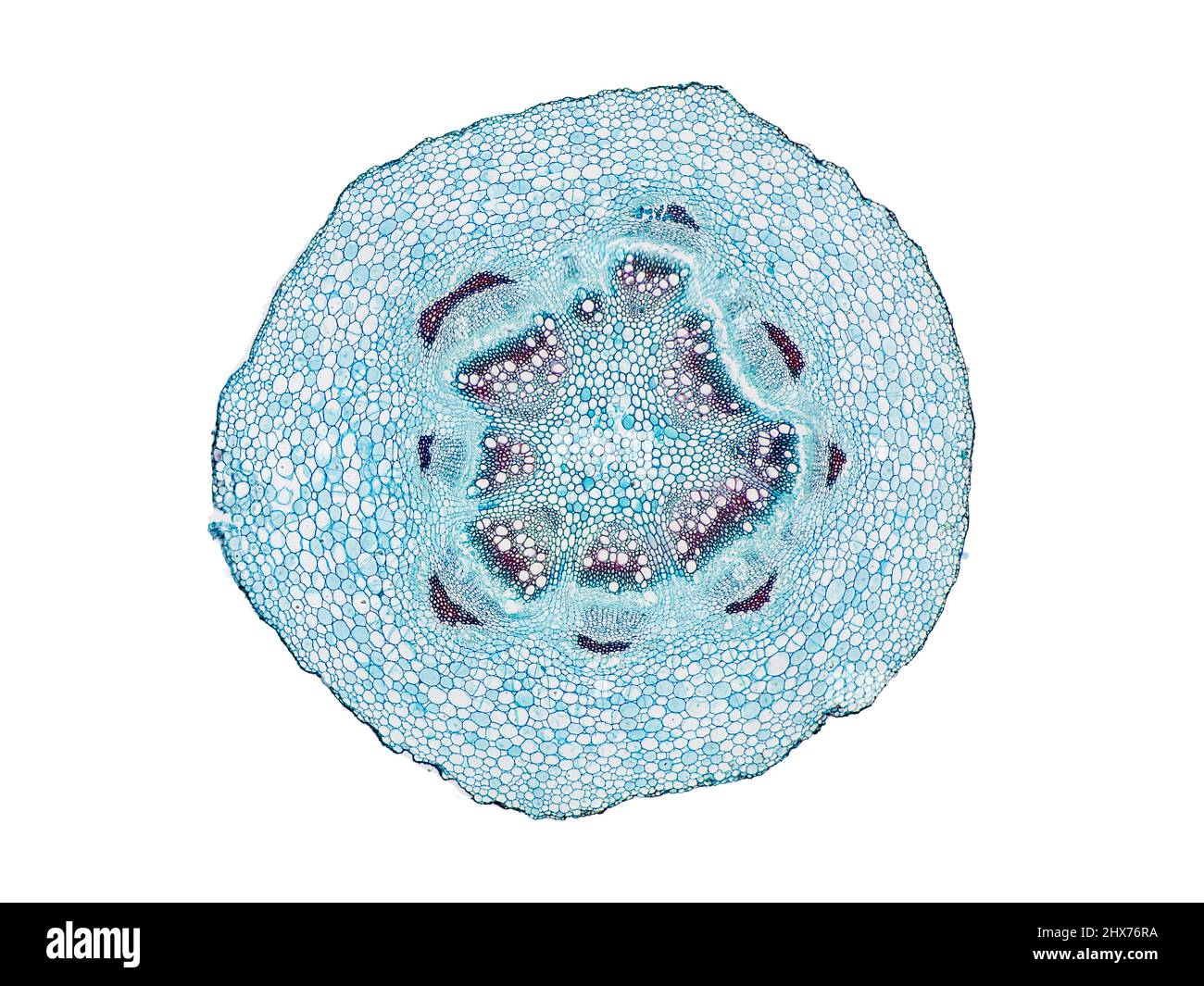 Microscopic cross section of plant stem showing cells, botanical ...