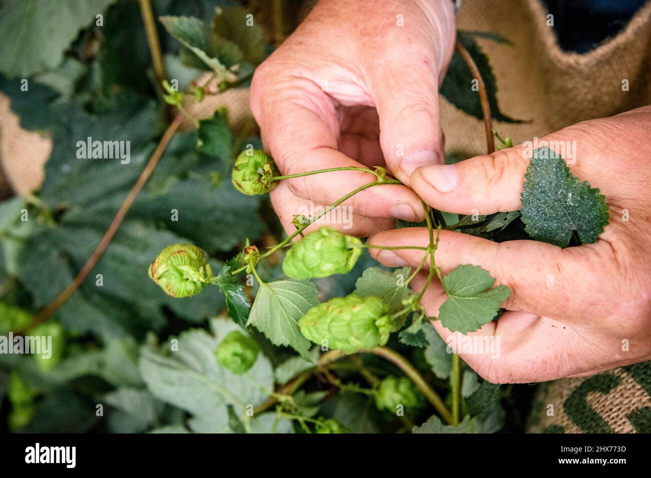 Pick hops hi-res stock photography and images - Alamy