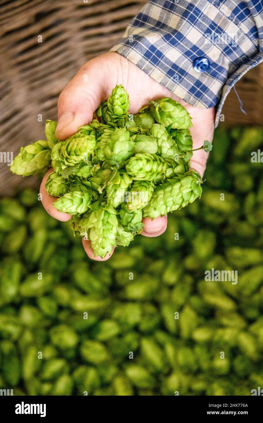 Pick hops hi-res stock photography and images - Alamy