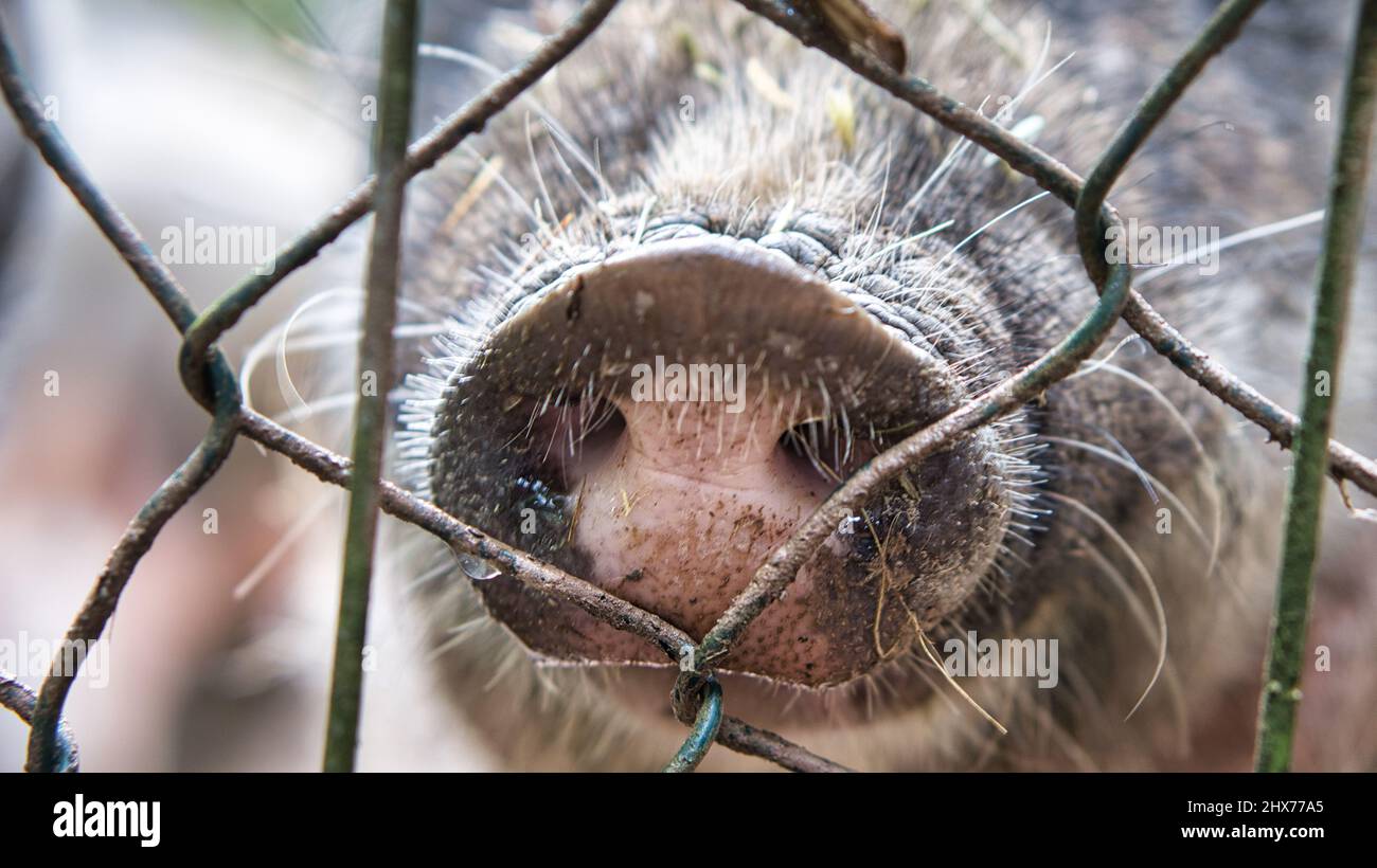 Pig snout on the fence. Funny animal shot of the mammal. Taken on a ...