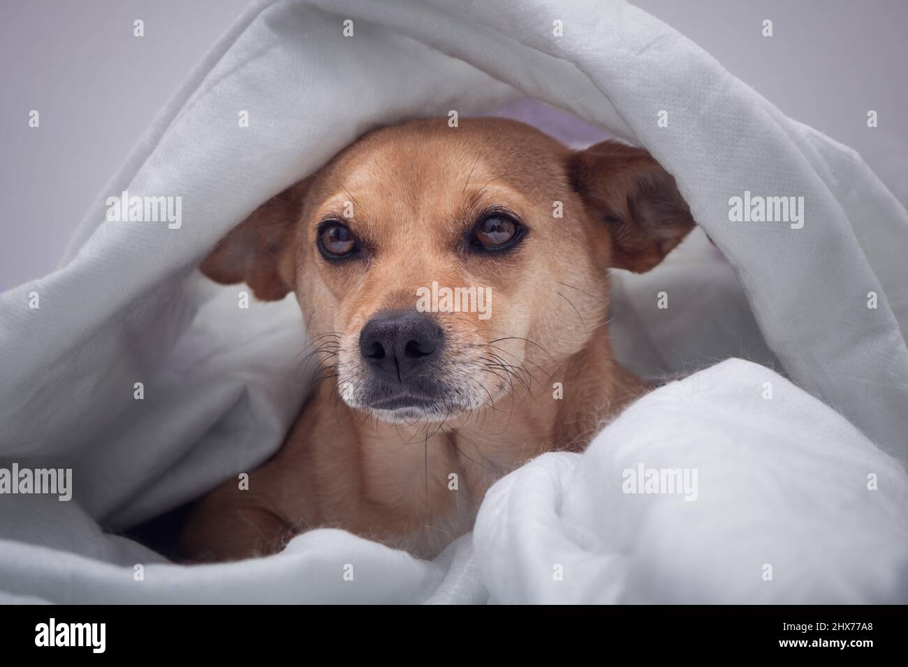 Cute Puppy Waking Up