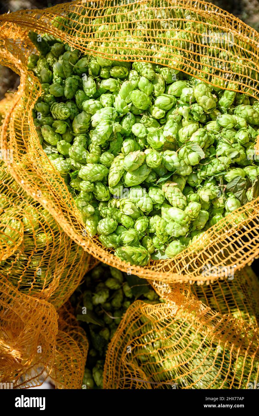 Pick hops hi-res stock photography and images - Alamy