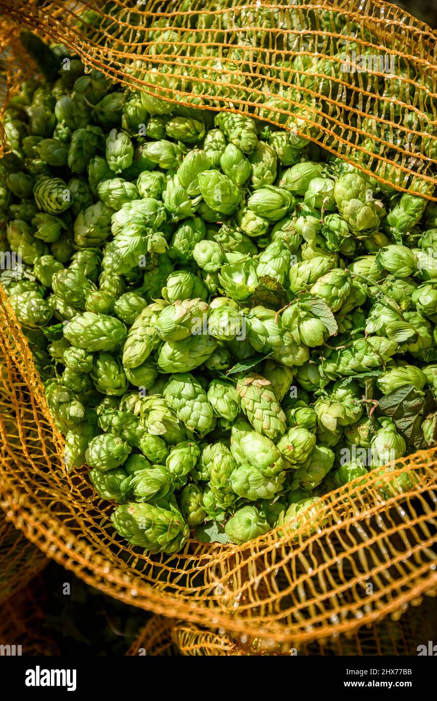 Pick hops hi-res stock photography and images - Alamy
