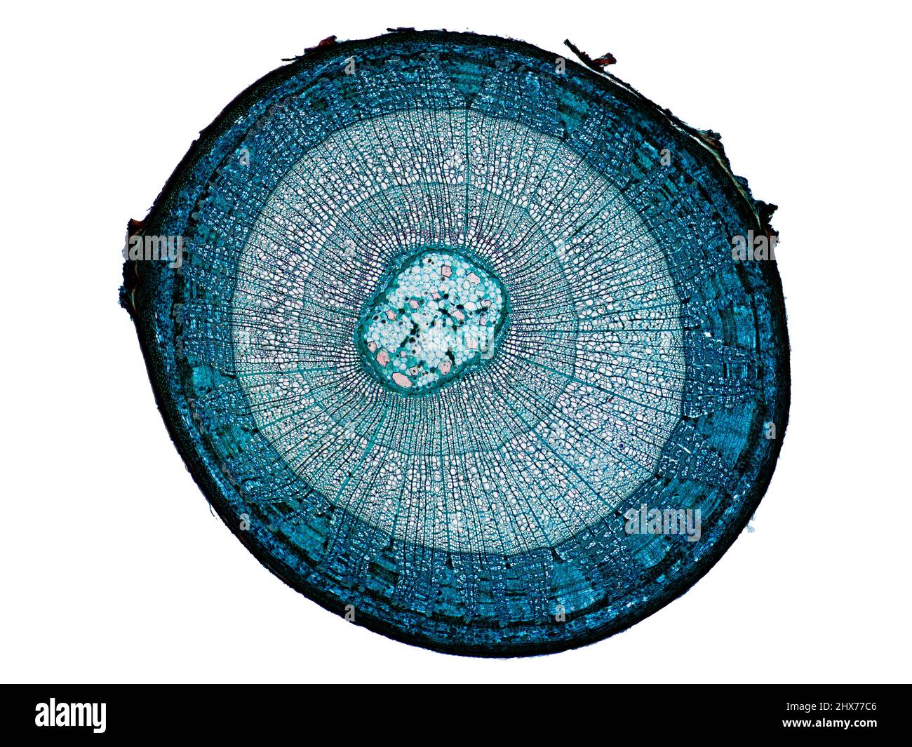 Monocot stem cross section Cut Out Stock Images & Pictures - Alamy