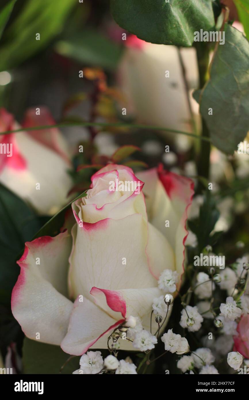 Bright and colorful frosty roses and flowers in full bloom on a cold ...