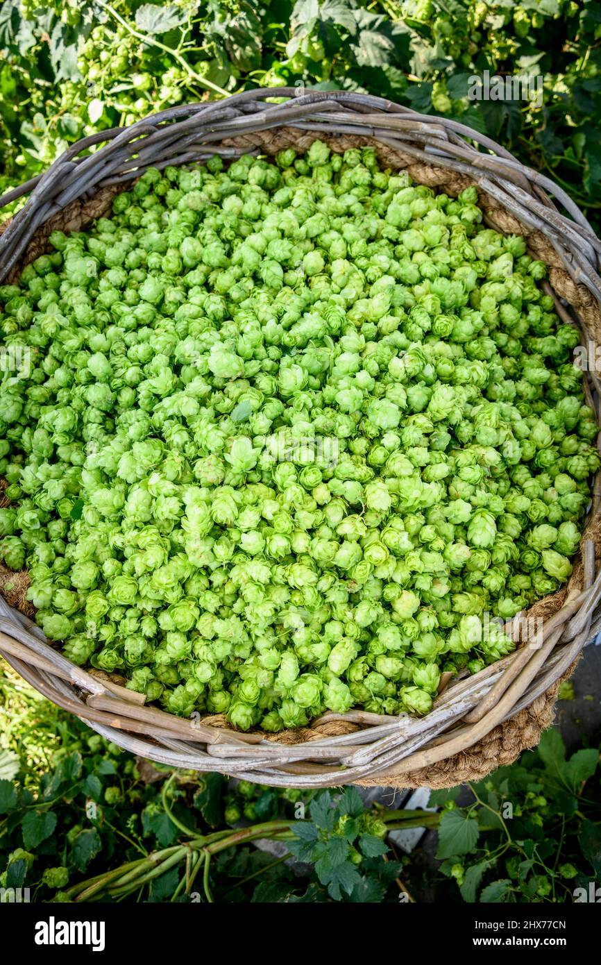 Pick hops hi-res stock photography and images - Alamy