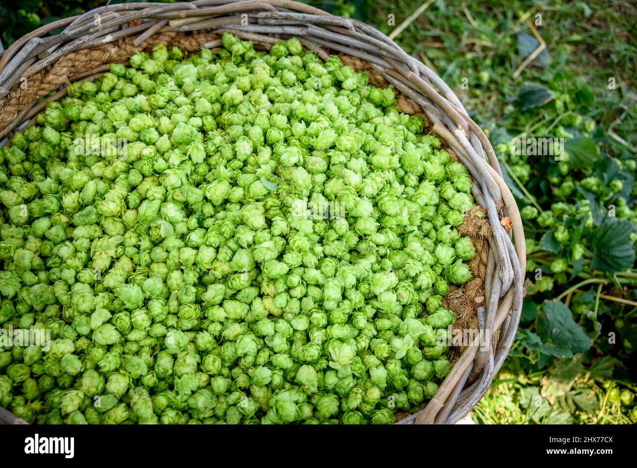 Pick hops hi-res stock photography and images - Alamy