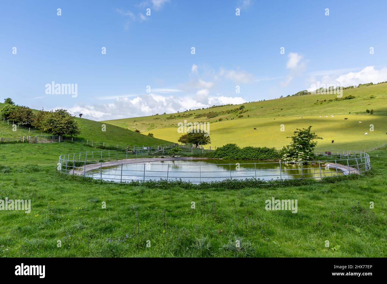 A rural South Downs view showing a pond for animals to drink Stock ...