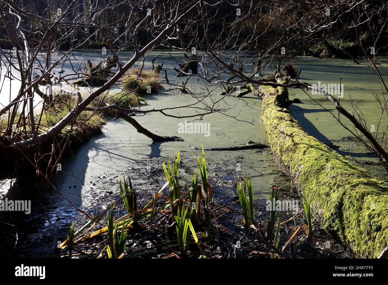 Algae covered lake and moss covered fallen tree trunks in a country ...