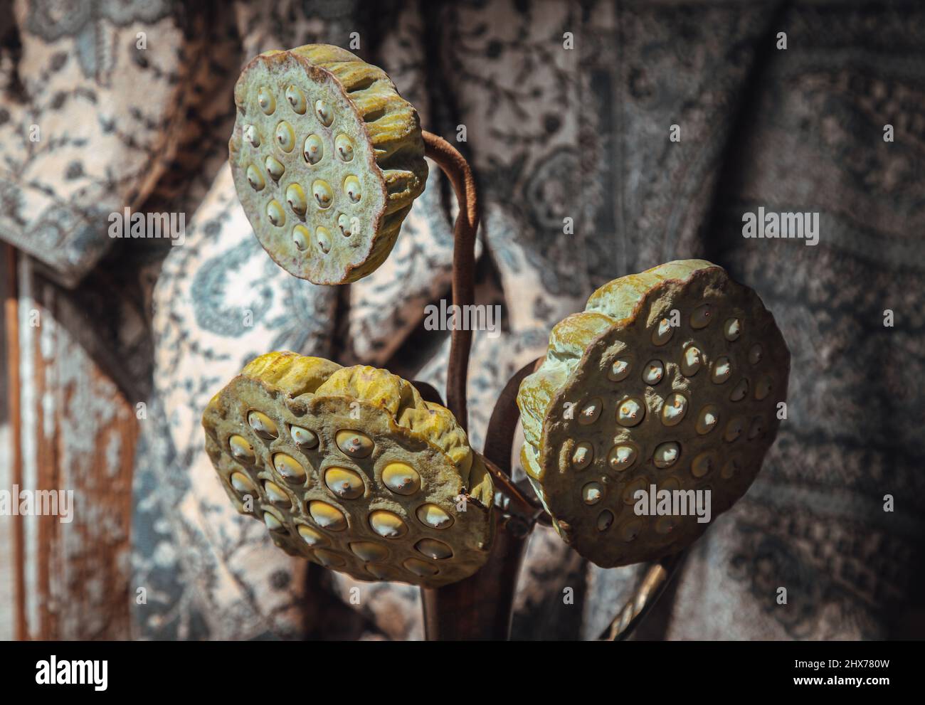 Three seed pods hi-res stock photography and images - Alamy