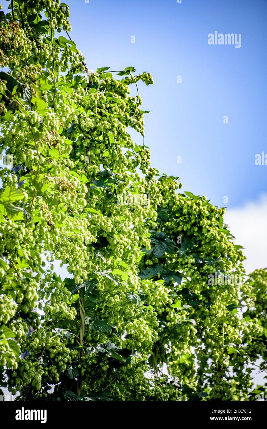 Aromatic hops hi-res stock photography and images - Alamy