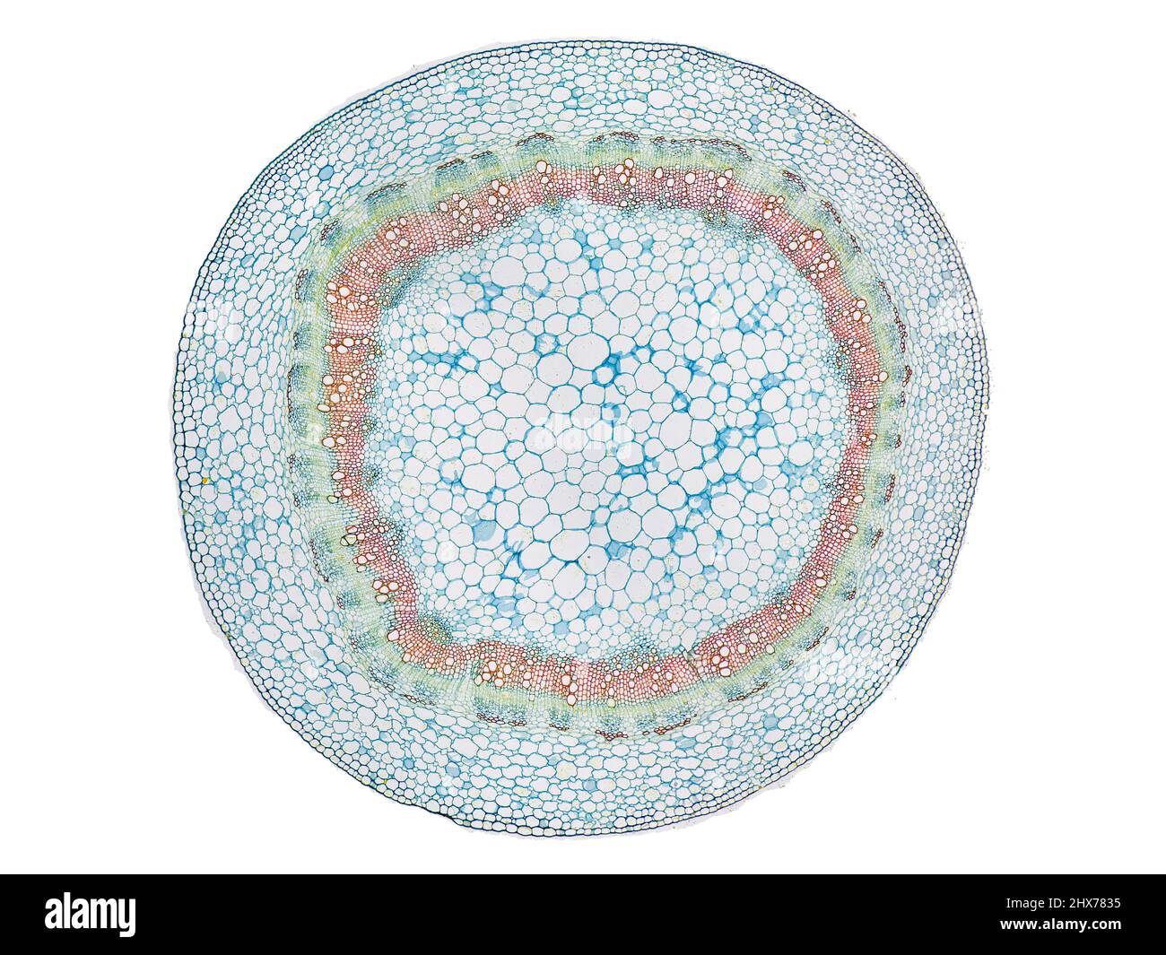 cross section cut slice of plant stem under the microscope ...