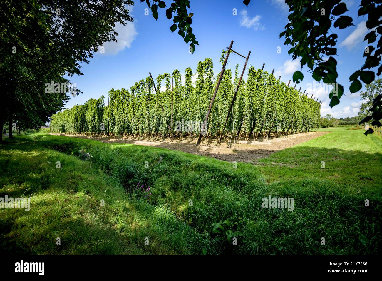 Aromatic hops hi-res stock photography and images - Alamy