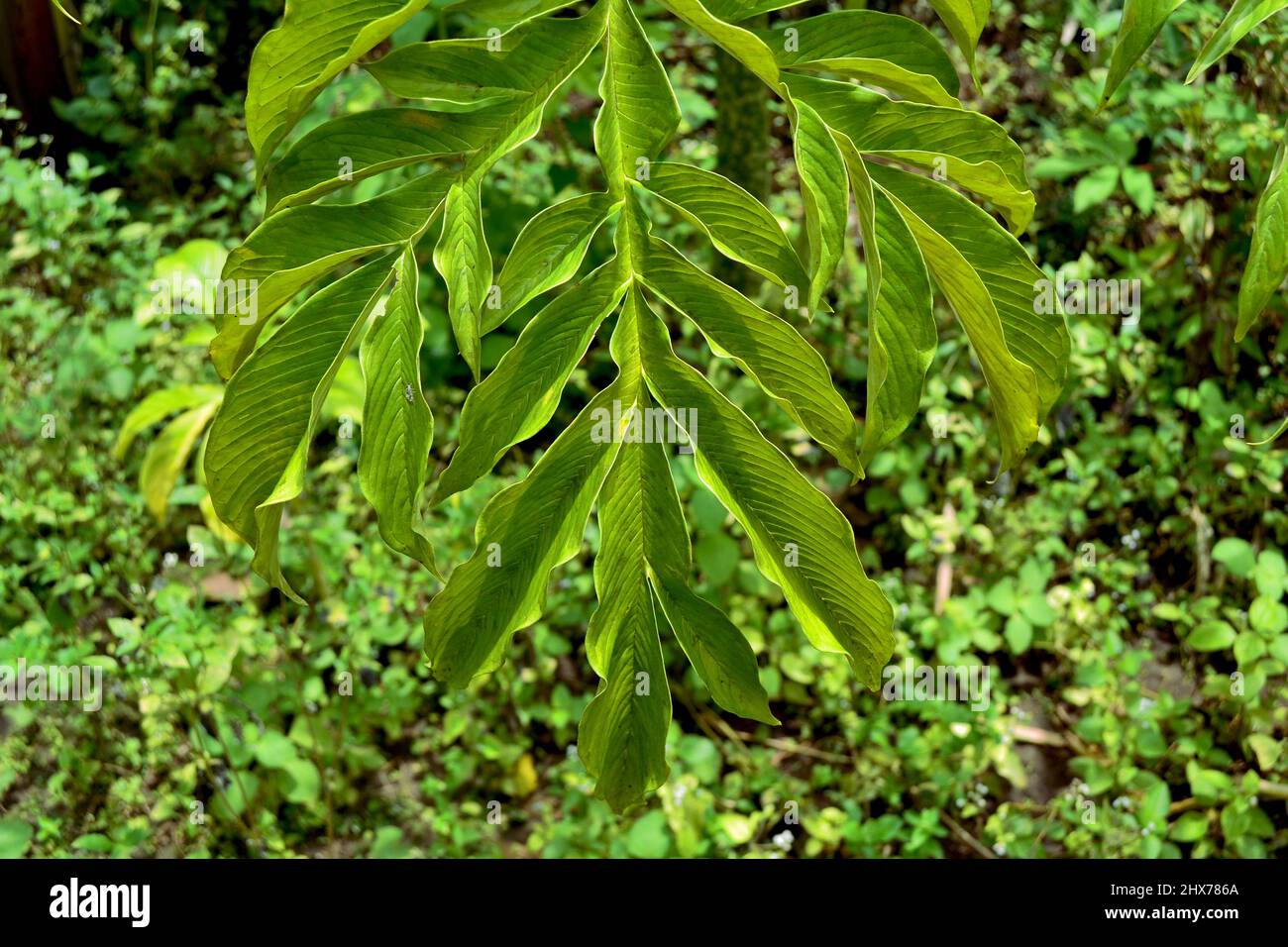 Amorphophallus paeoniifolius hi-res stock photography and images - Alamy
