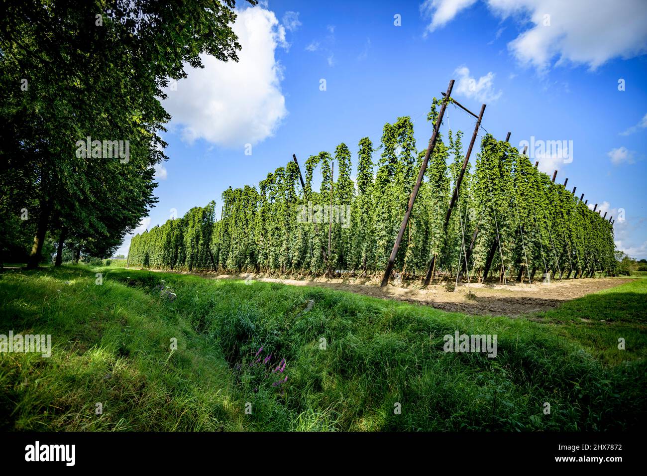 Female flowers are green hops hi-res stock photography and images - Alamy
