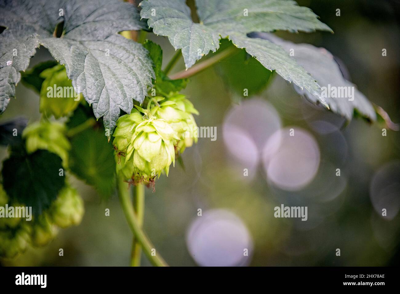 Female hop flowers humulus lupulus hi-res stock photography and images ...