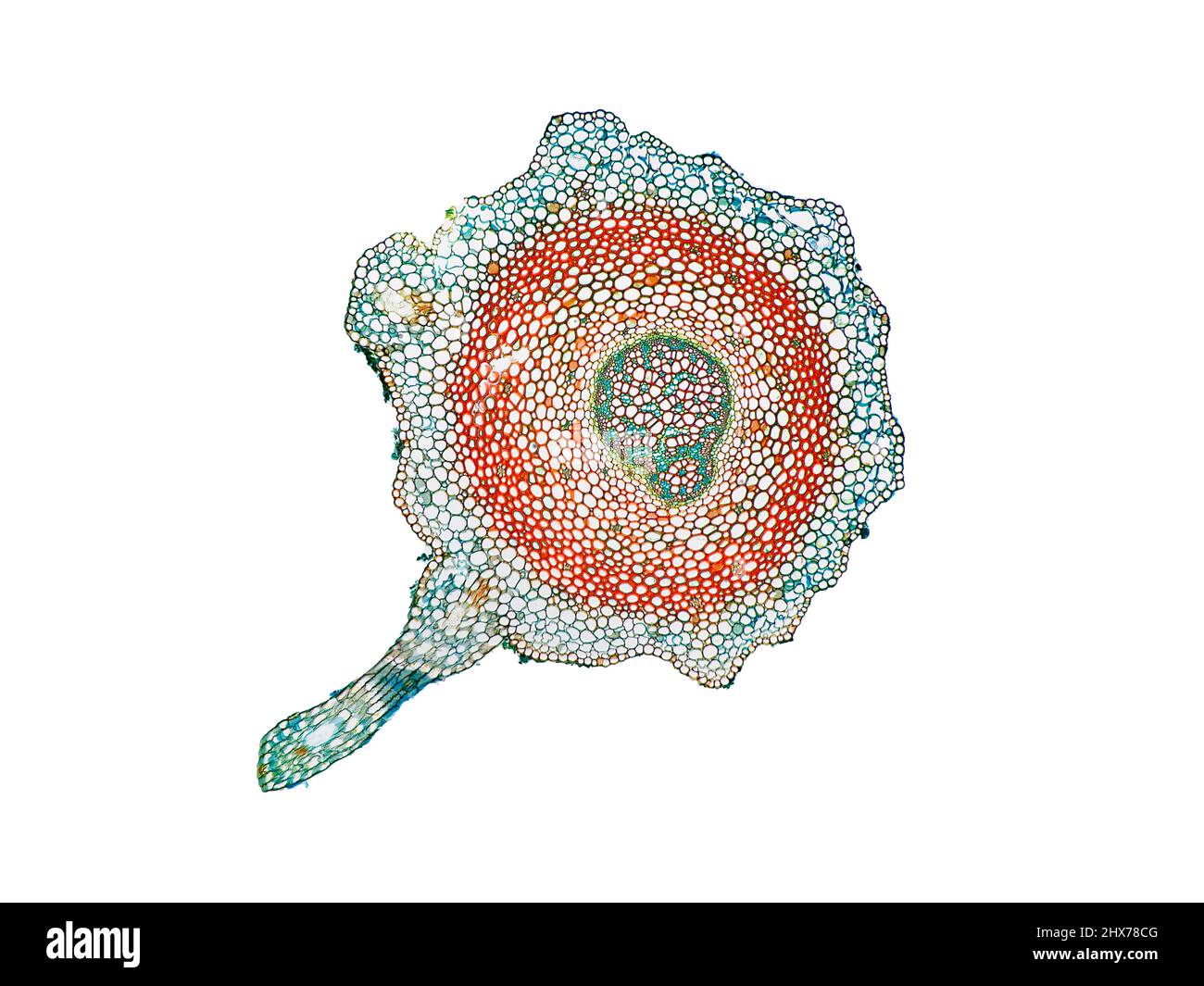 Microscopic cross section of plant stem showing cells, botanical ...