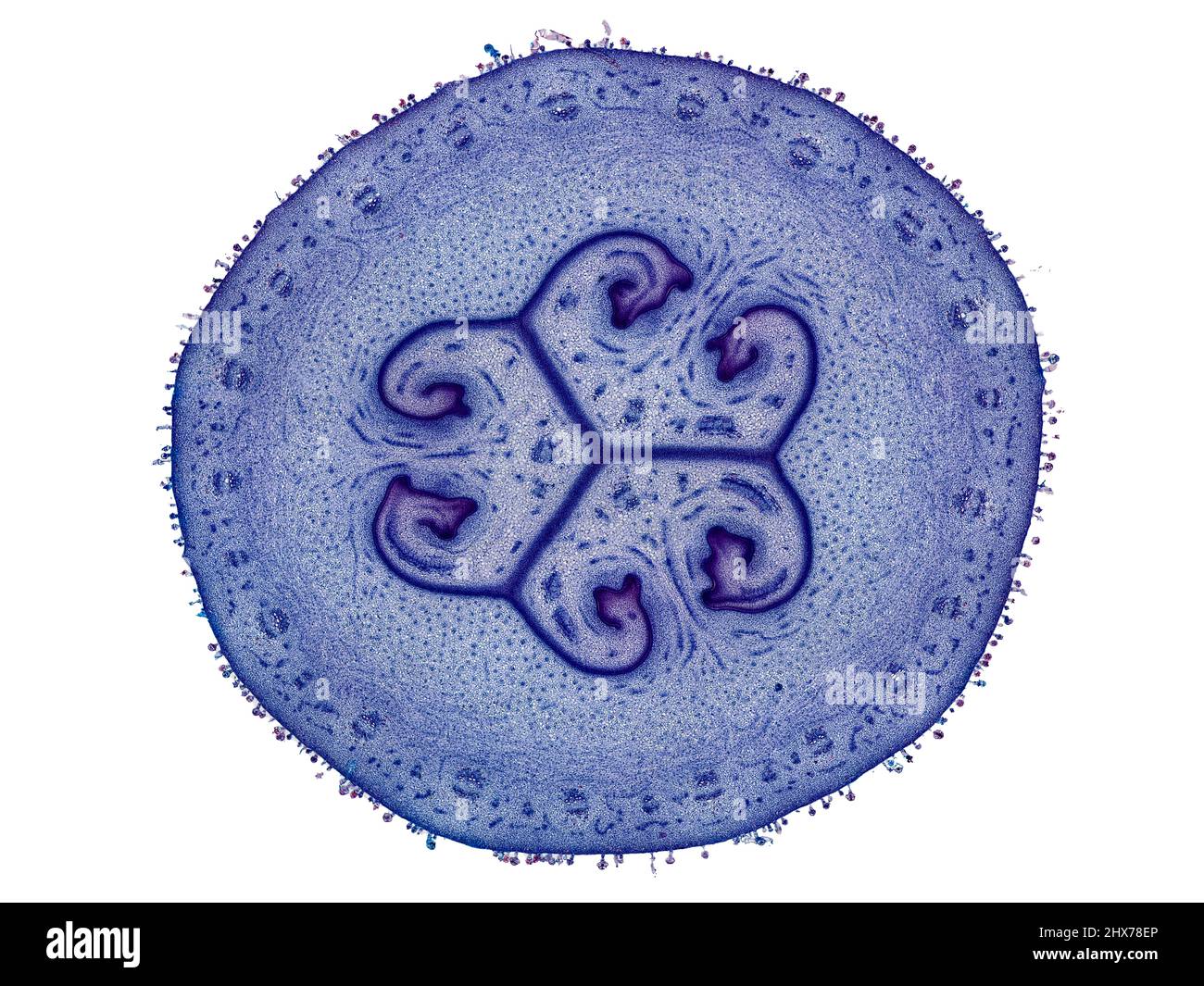 Microscopic cross section of plant stem showing cells, botanical ...