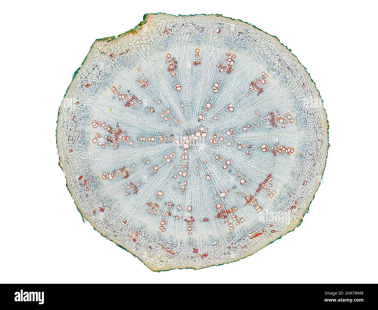 Under microscope cross section cross Cut Out Stock Images & Pictures ...