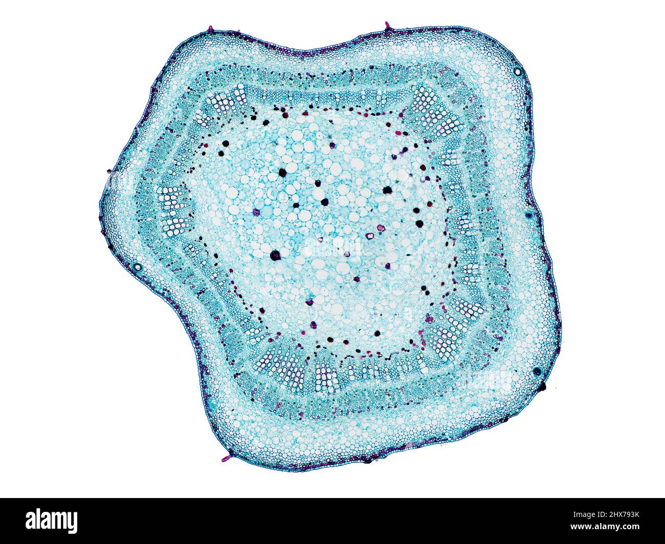 Microscopic cross section of plant stem showing cells, botanical ...