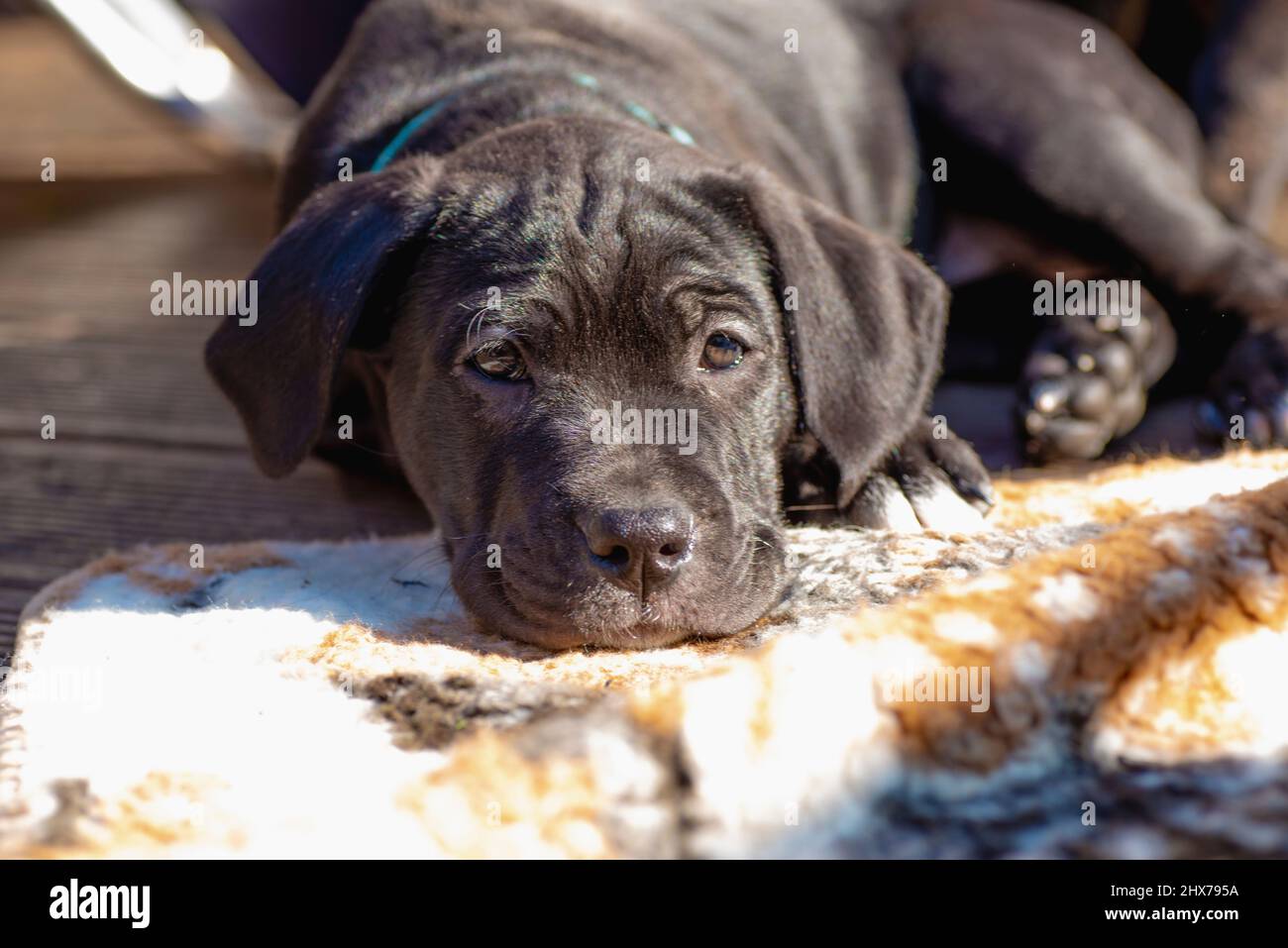 cane corso puppies enjoy the sun and play with each other Stock Photo ...