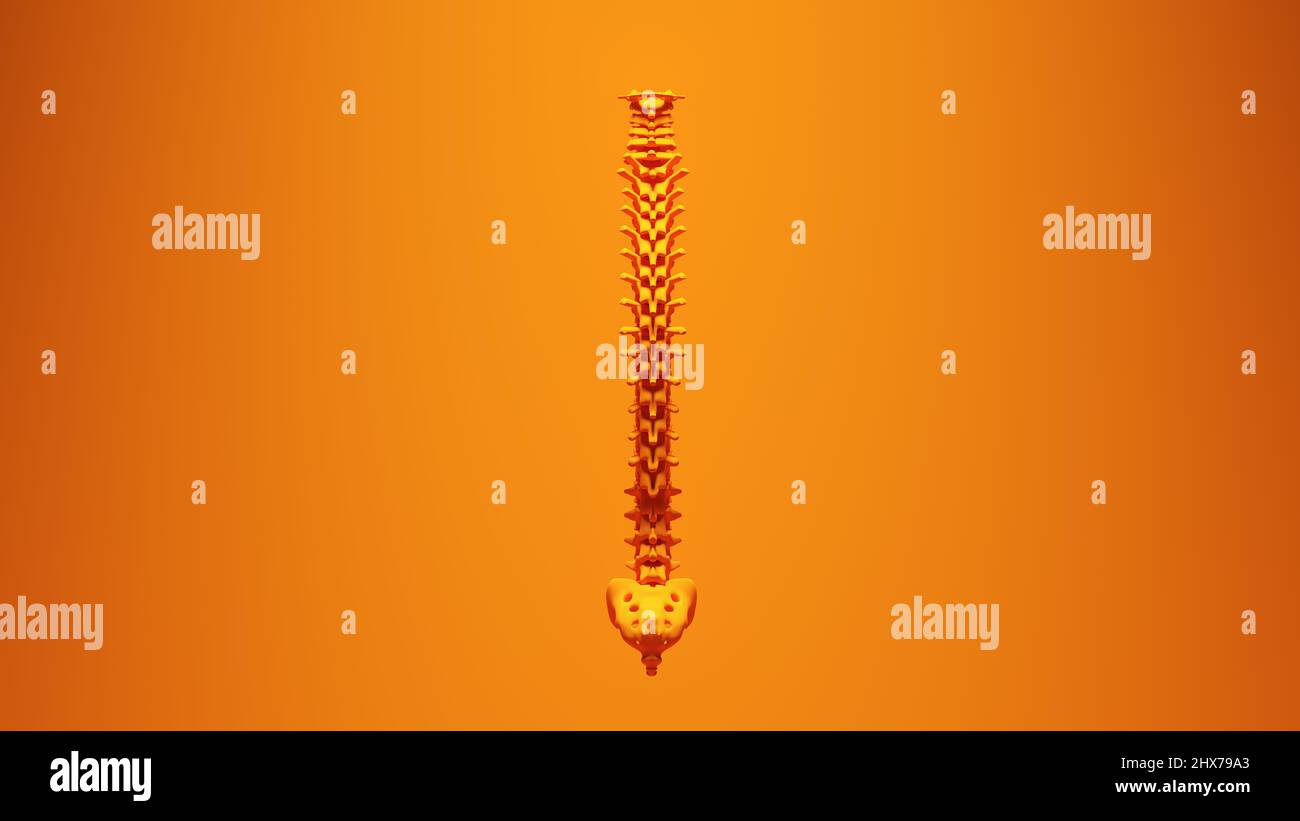 Spine curves hi-res stock photography and images - Alamy
