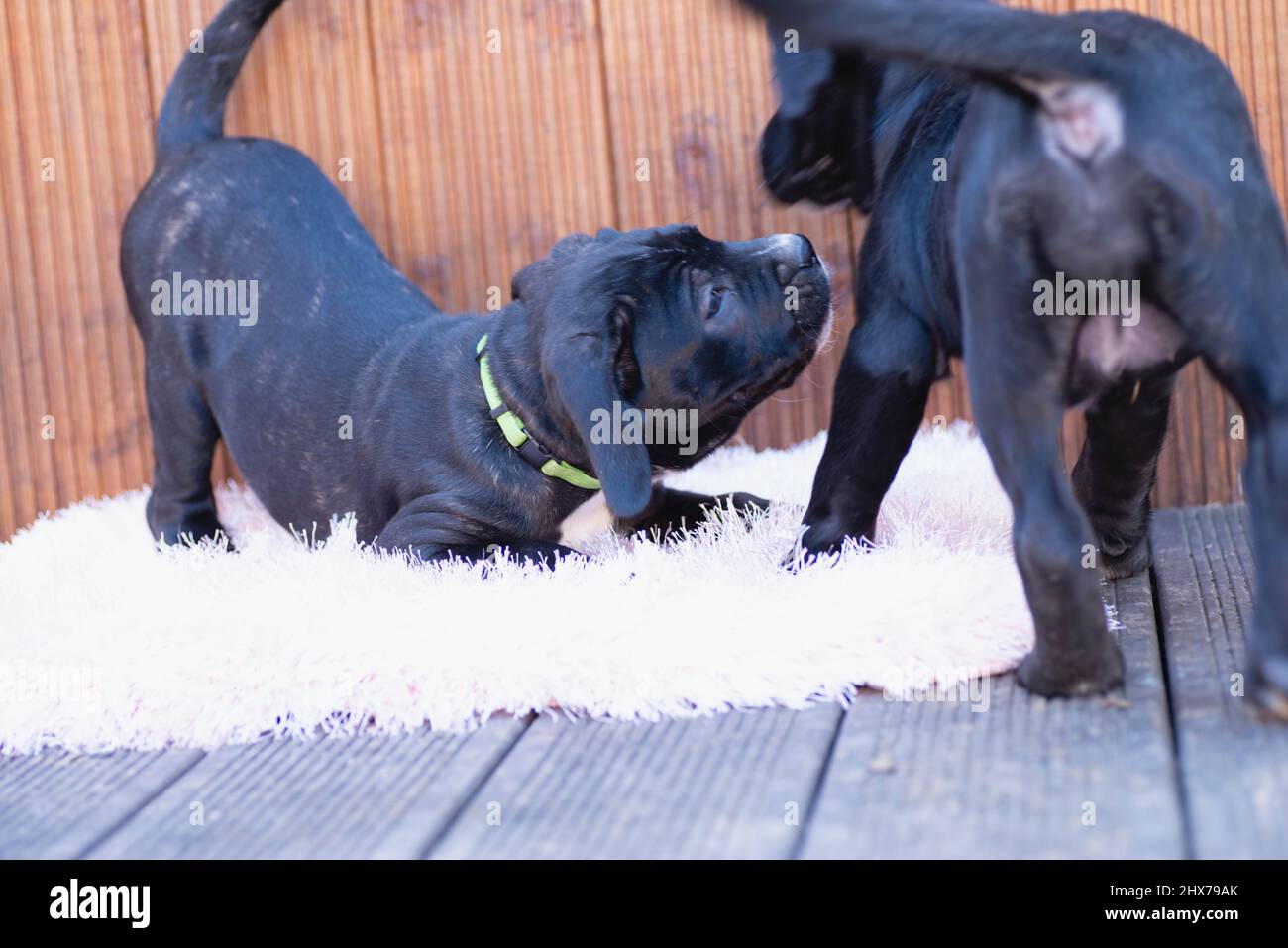 cane corso puppies enjoy the sun and play with each other Stock Photo ...