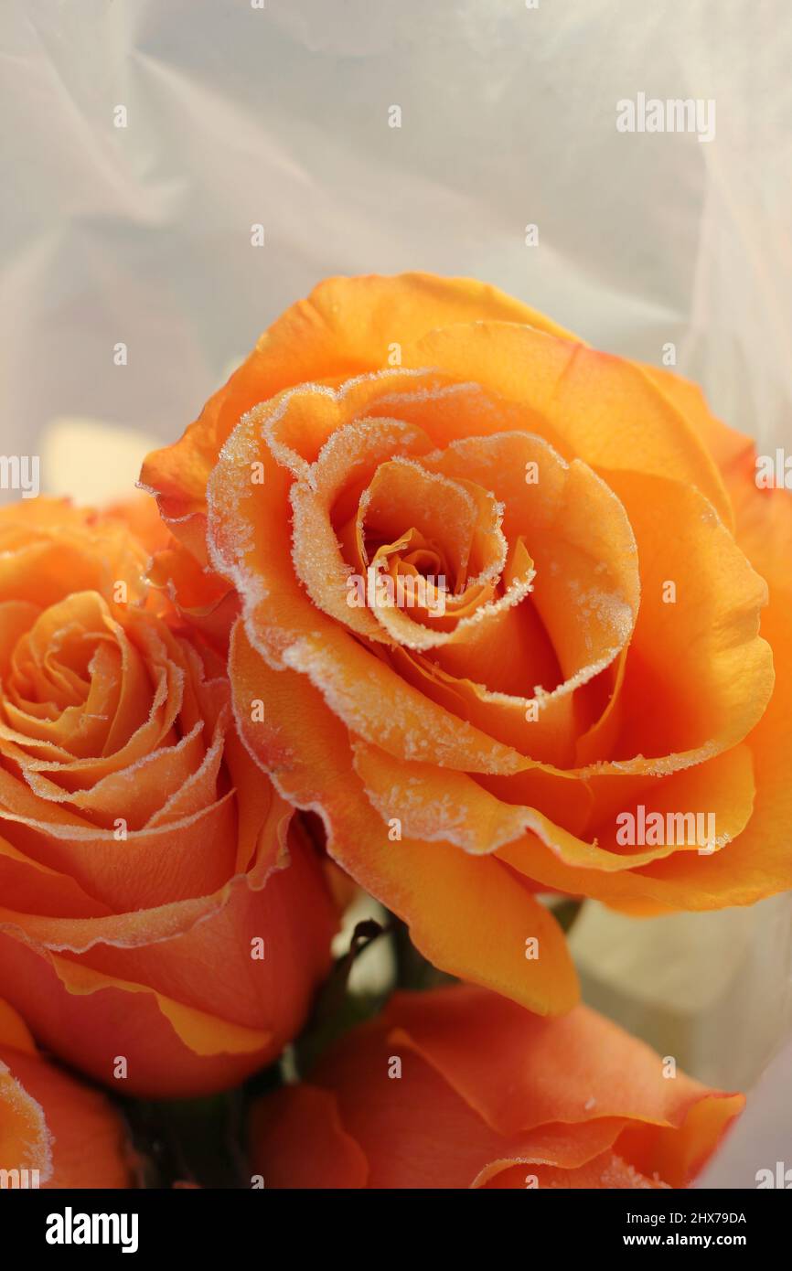Bright and colorful frosty roses and flowers in full bloom on a cold ...