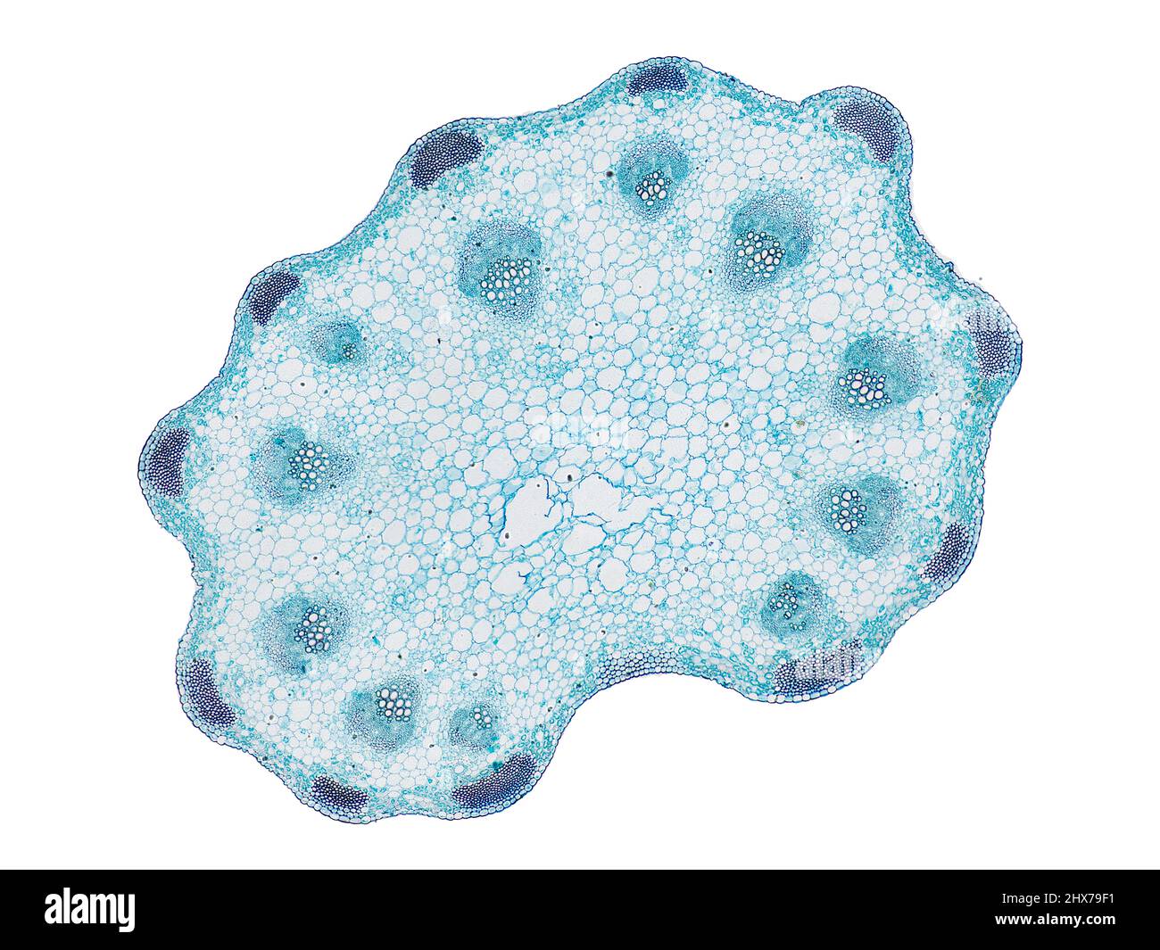 cross section cut slice of plant stem under the microscope ...