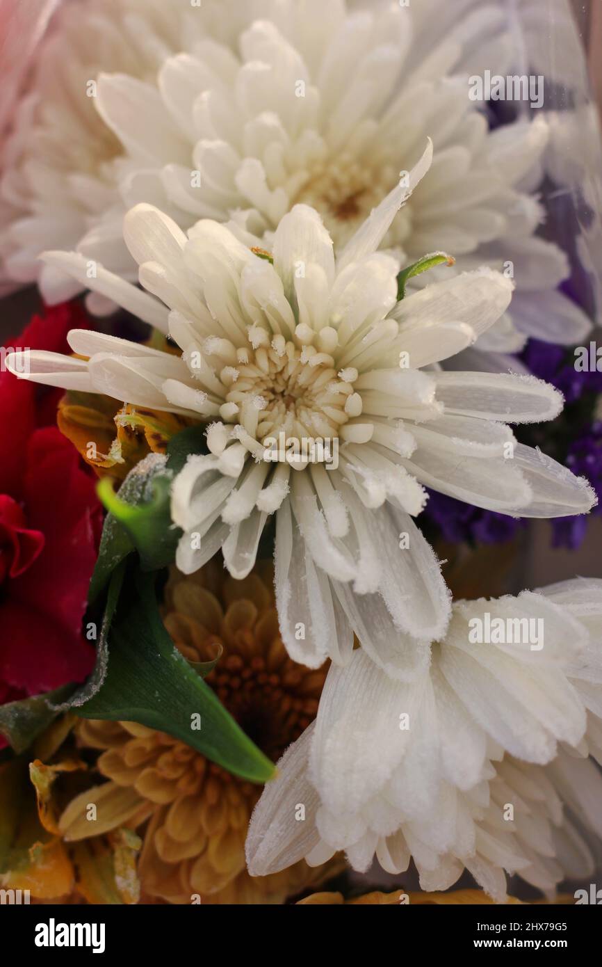 Bright and colorful frosty flowers in full bloom on a cold winter’s day ...