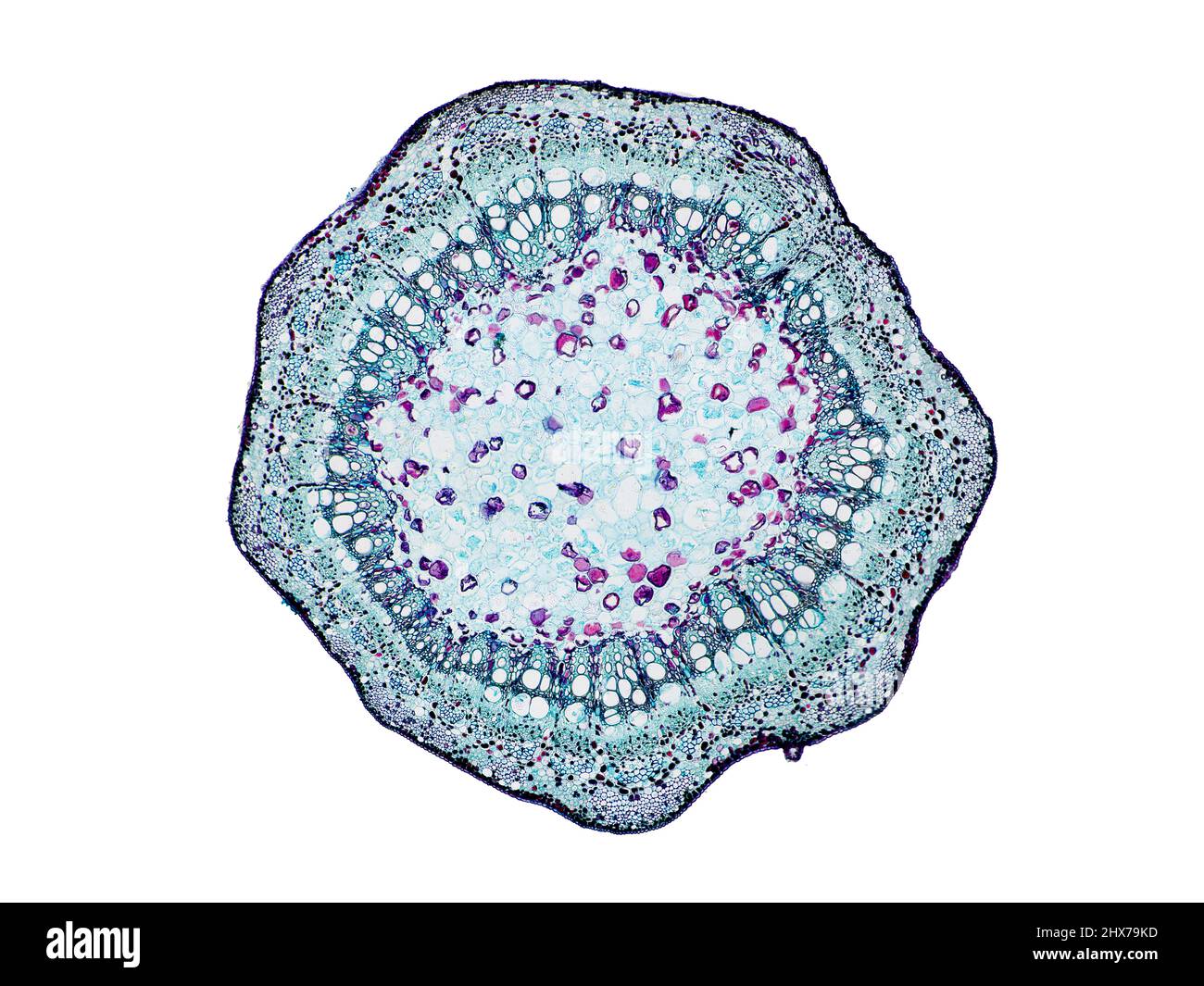 Microscopic cross section of plant stem showing cells, botanical ...