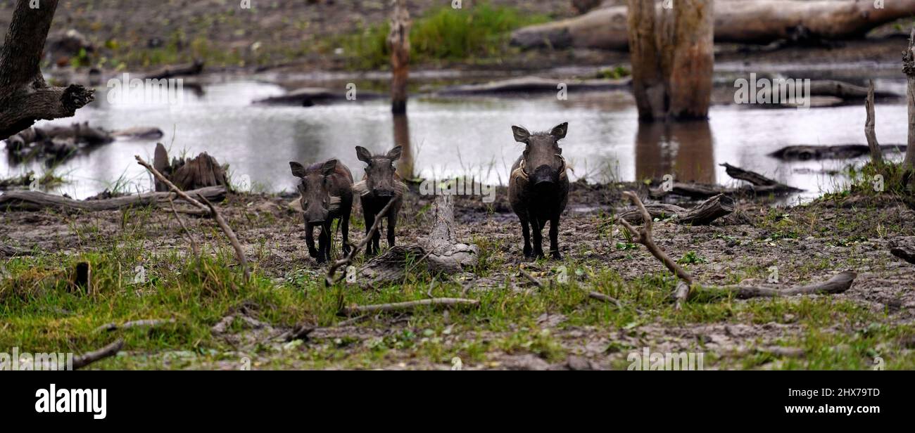Botswana animals hog warthogs hi-res stock photography and images - Alamy