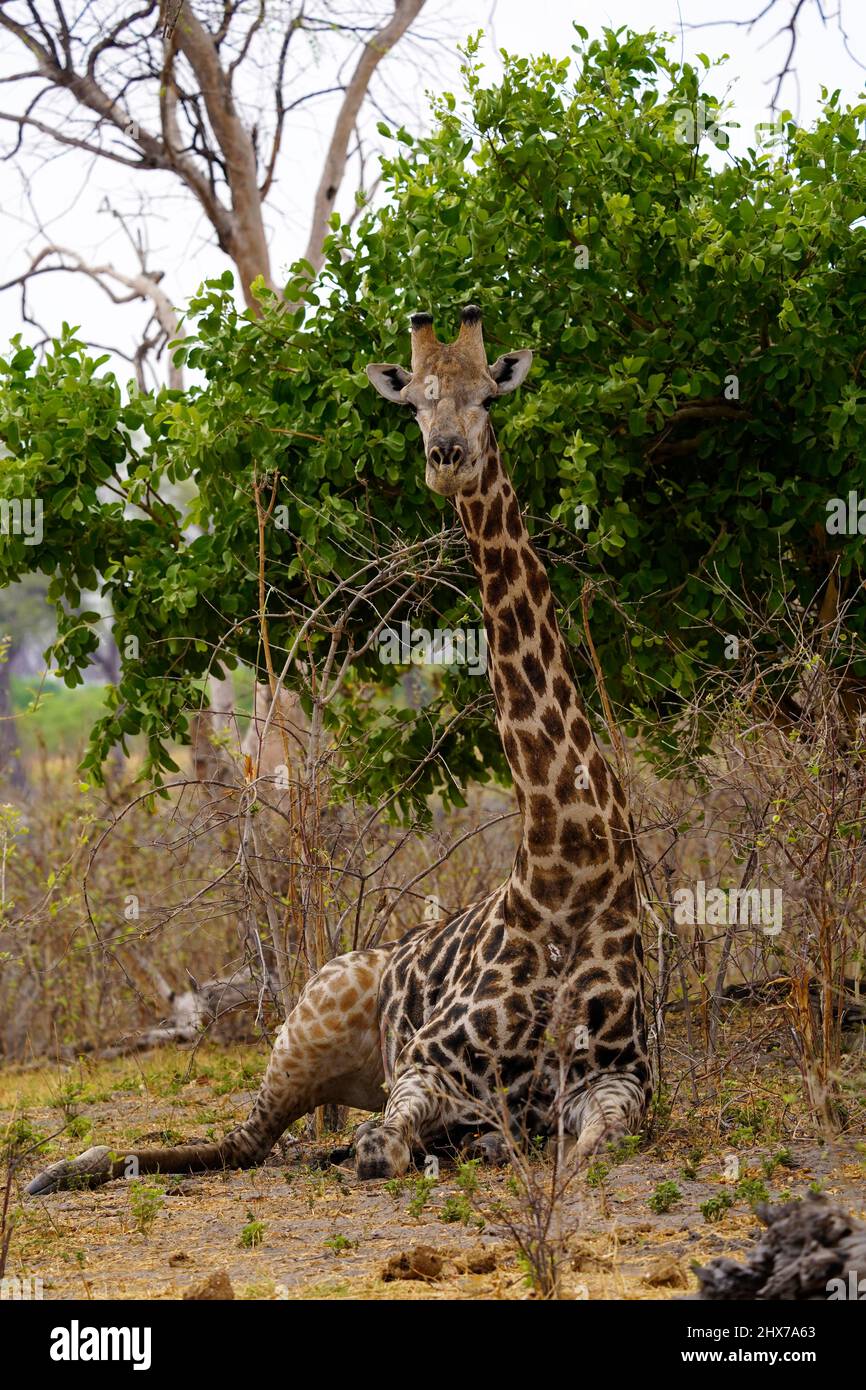 Stunning Giraffe wild in the African bush Stock Photo - Alamy
