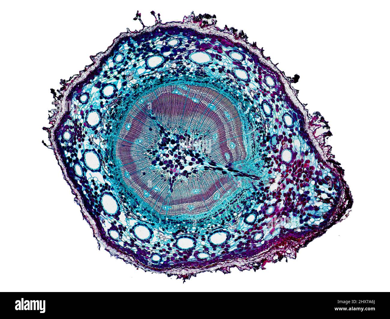 Monocot stem cross section Cut Out Stock Images & Pictures - Alamy