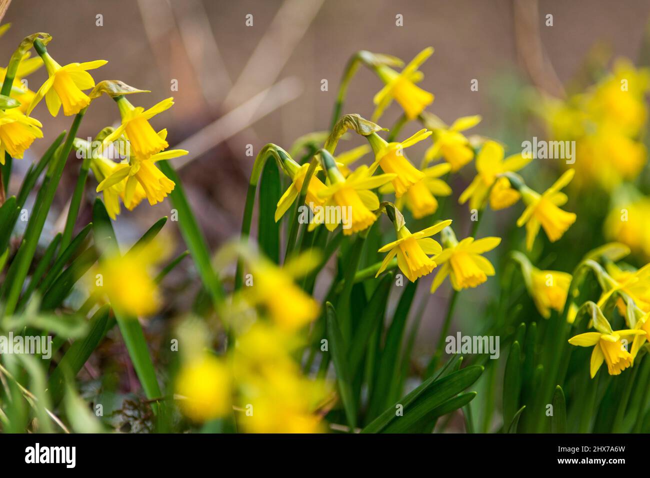 Dwarf daffodil flowers, also known as miniature narcissus, look just ...