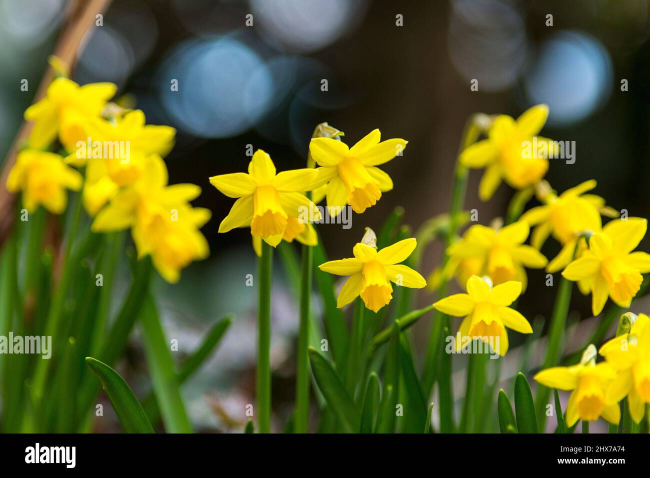 Dwarf daffodil flowers, also known as miniature narcissus, look just ...