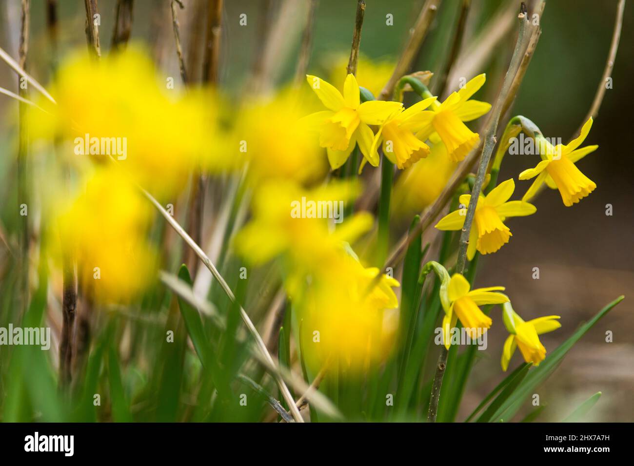 Dwarf daffodil flowers, also known as miniature narcissus, look just ...