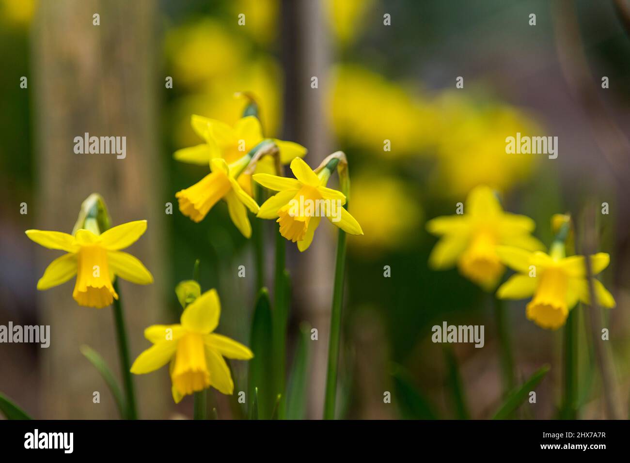 Dwarf daffodil flowers, also known as miniature narcissus, look just ...