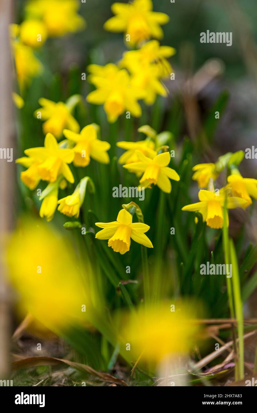 Dwarf daffodil flowers, also known as miniature narcissus, look just ...