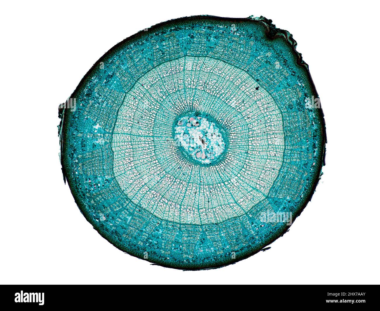 Microscopic cross section of plant stem showing cells, botanical ...
