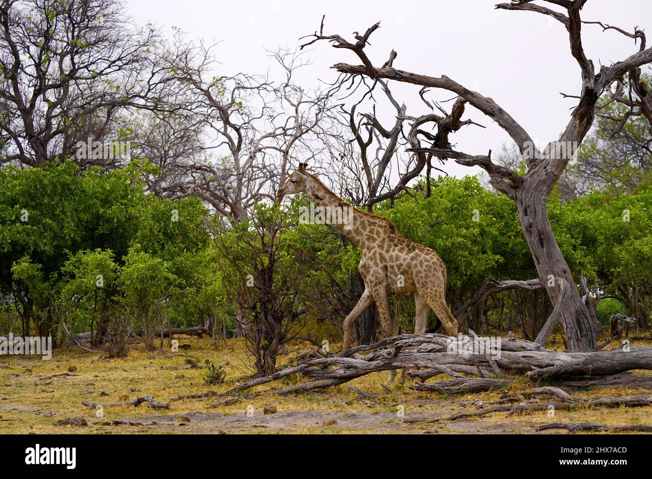 African bush sounds hi-res stock photography and images - Alamy