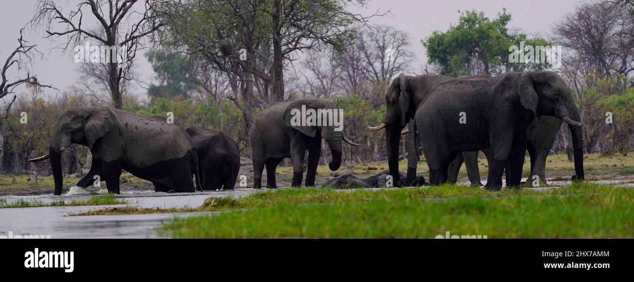 African elephants wild and free in the Okavango Delta Stock Photo - Alamy