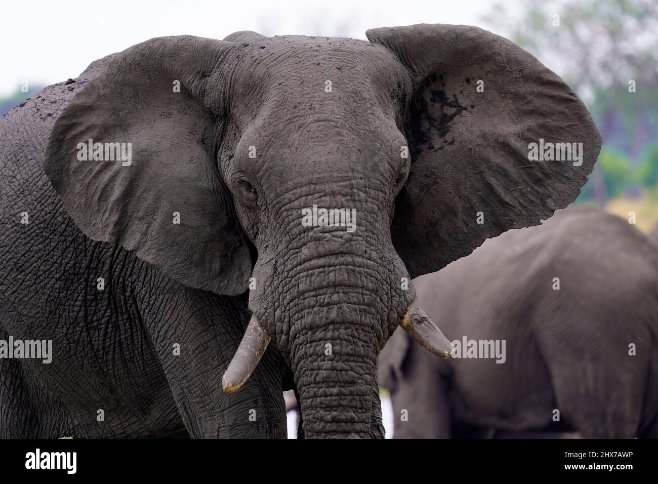 African elephants wild and free in the Okavango Delta Stock Photo - Alamy