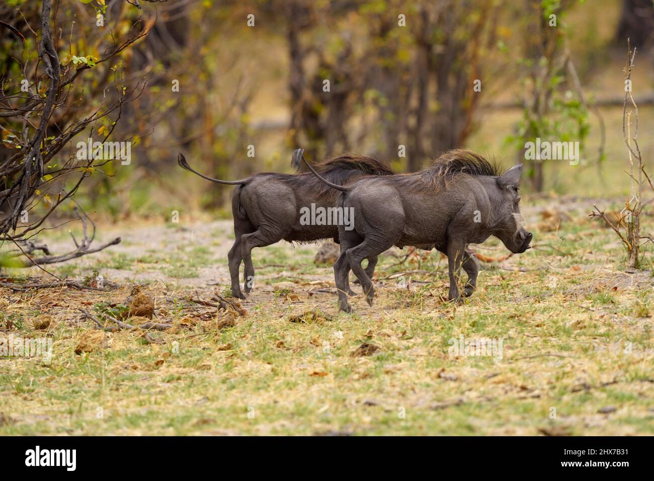 Cute little Wart hogs wild in Africa Stock Photo - Alamy